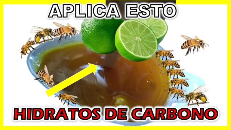 Alimentando a las Abejas: Guía Completa para Preparar Comida Nutritiva ...