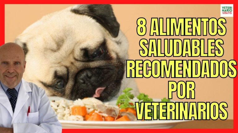 Alimentando a tus Perros: Las Mejores Opciones de Comida Saludable para ...