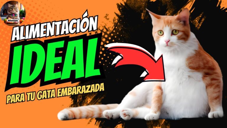 Guía Completa: Preparando Comida Casera Saludable para una Gata ...